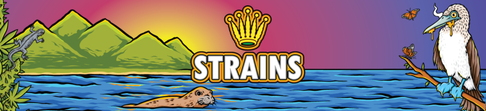 STRAINS | Darwin Farms